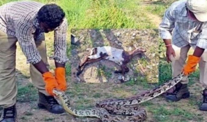 Python Snake : మేకను మింగి. కక్కలేక.. మింగలేక | AP Telangana News